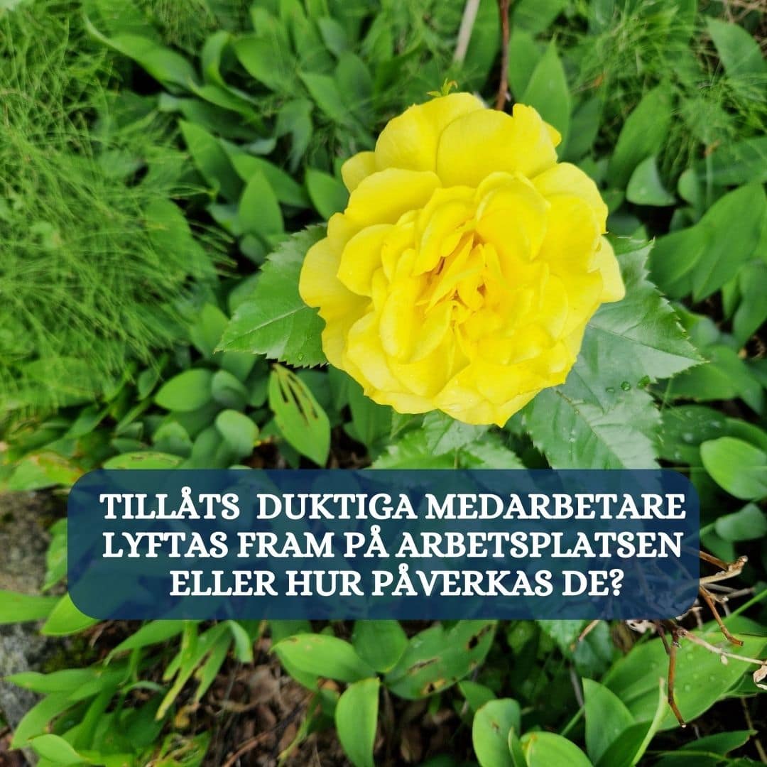 Undvik Tall Puppy Syndrome - Främja en företagskultur av stöd och ...